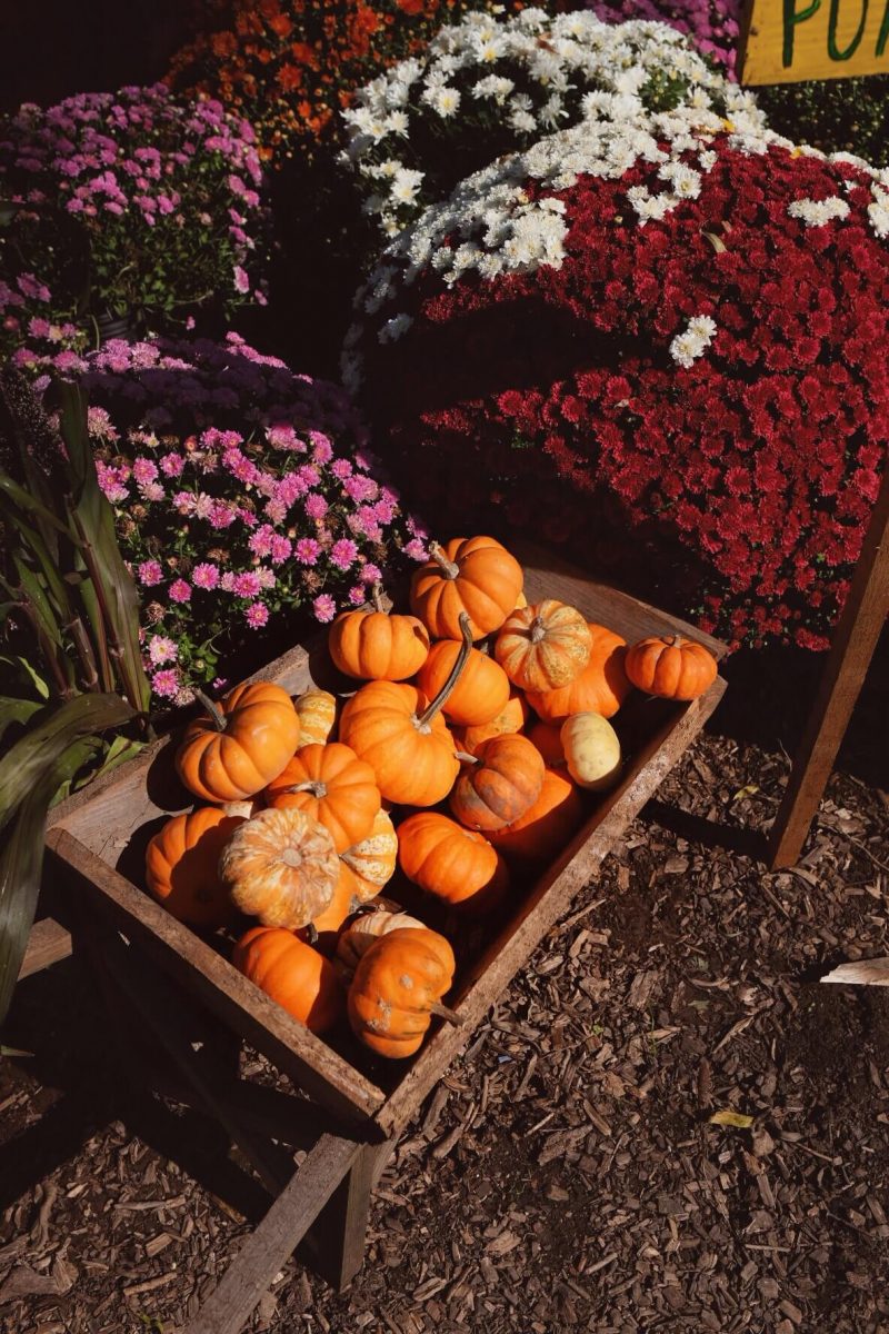 How to Get Perfect Fall Vibes in Your Photos, Every Time - A Color Story