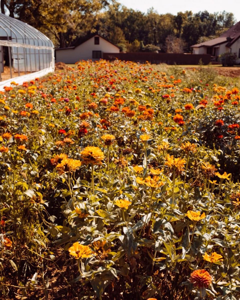 How to Get Perfect Fall Vibes in Your Photos, Every Time - A Color Story