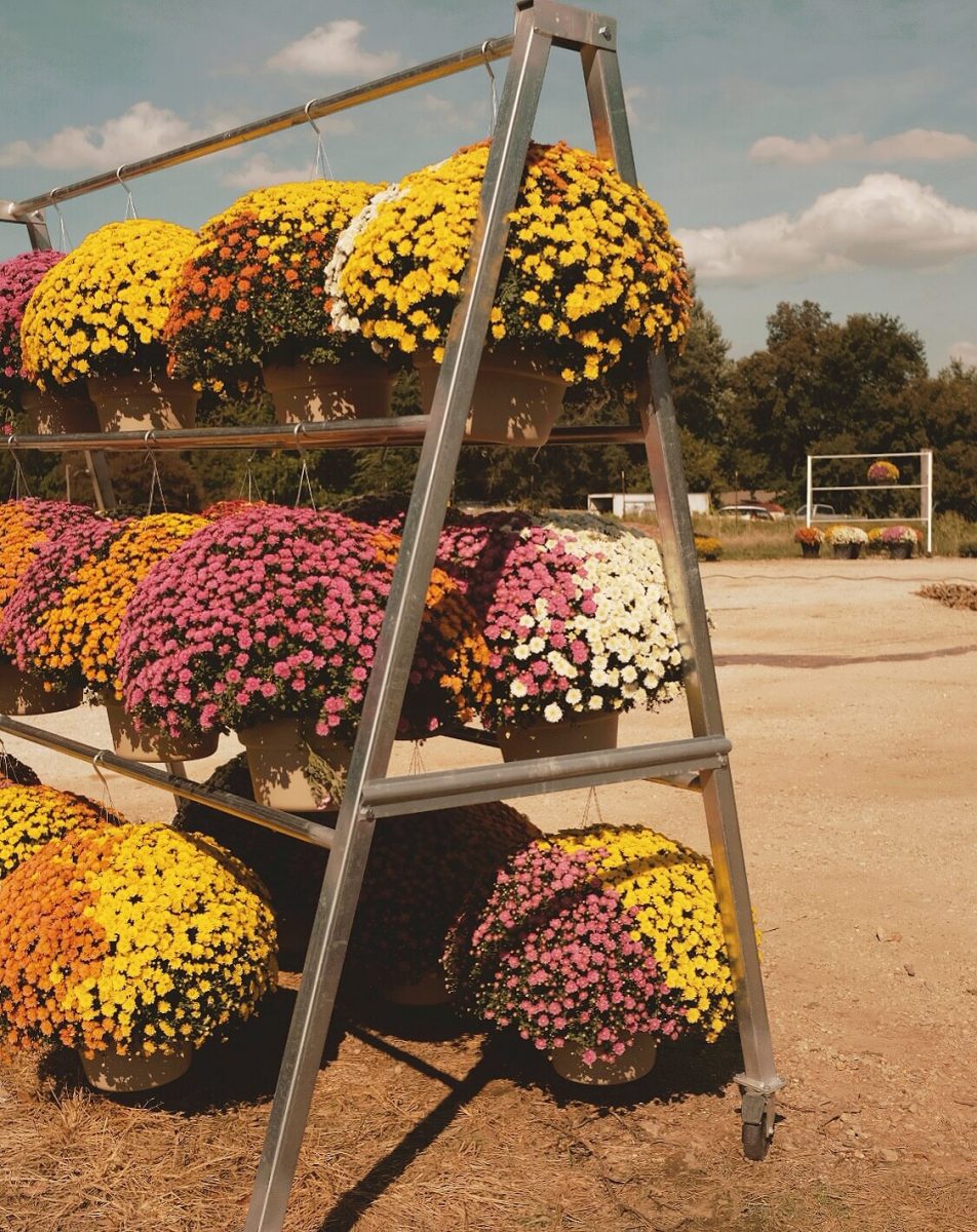 How to Get Perfect Fall Vibes in Your Photos, Every Time - A Color Story