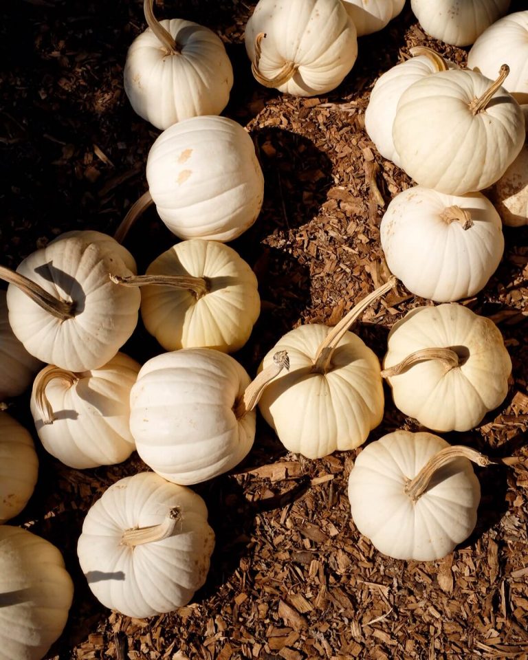 How to Get Perfect Fall Vibes in Your Photos, Every Time - A Color Story